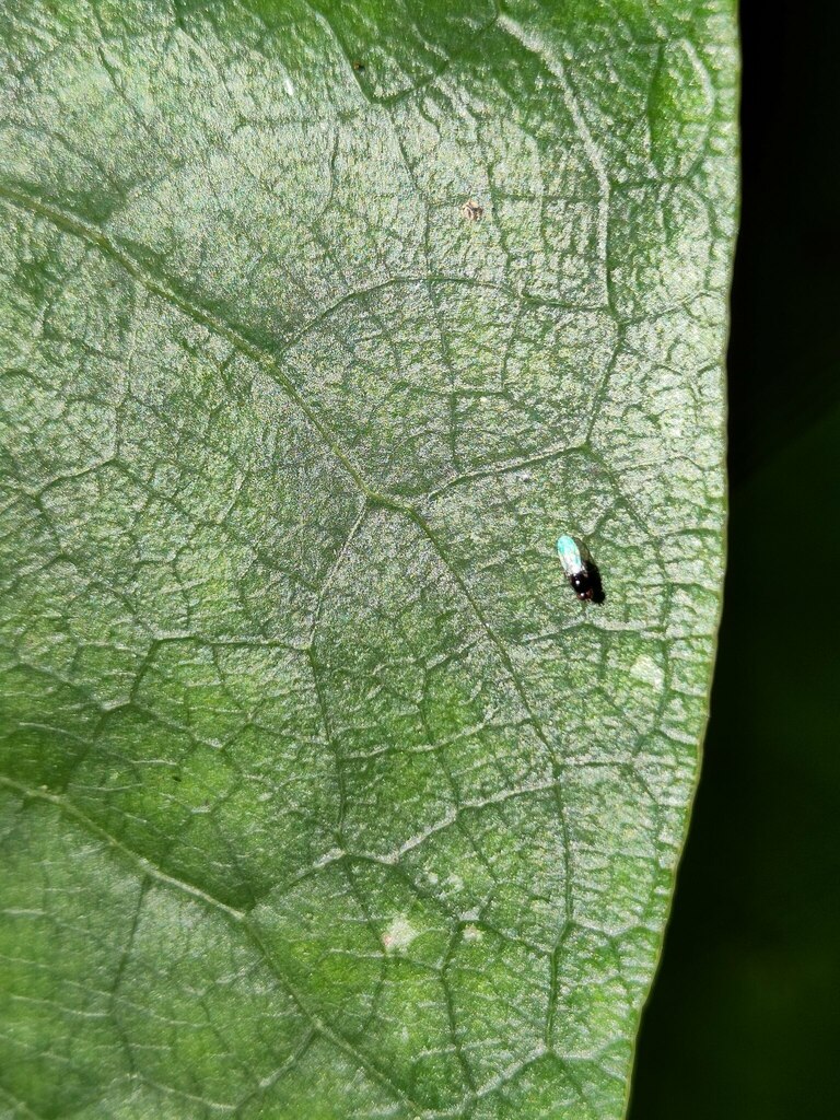 Gaurax from Wainuiomata, Lower Hutt, New Zealand on April 29, 2024 at ...
