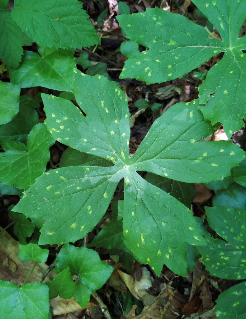 Mayapple Rust from Morningside-Lenox Park, Atlanta, GA, USA on April 29 ...
