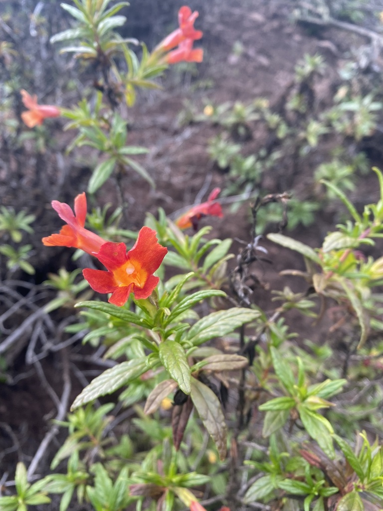 hybrid island monkeyflower from Channel Islands National Park, CA, US ...
