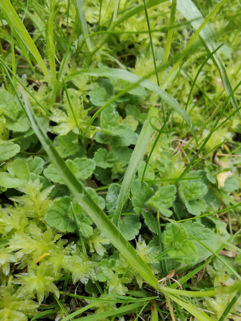 corn speedwell from Roscoe Building, Manchester M13 9PY, UK on April 29 ...
