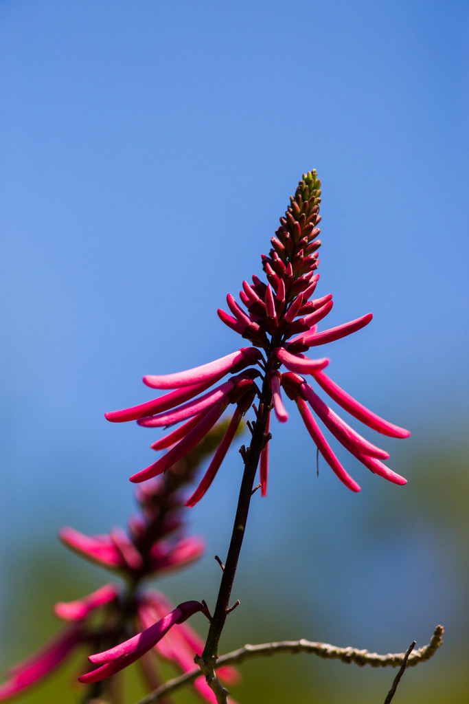 Coral Bean from TPWD Estero Llano Grande State Park, TX, US on April 28 ...