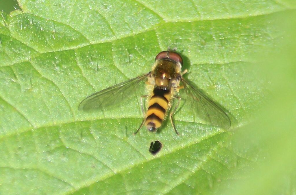 Meligramma cincta from Sutton Park, Birmingham, UK on 29 April, 2024 at ...