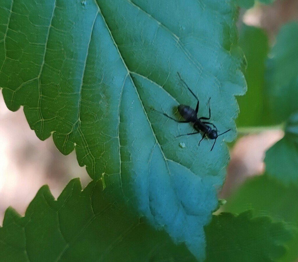 Eastern Black Carpenter Ant from Morningside-Lenox Park, Atlanta, GA ...