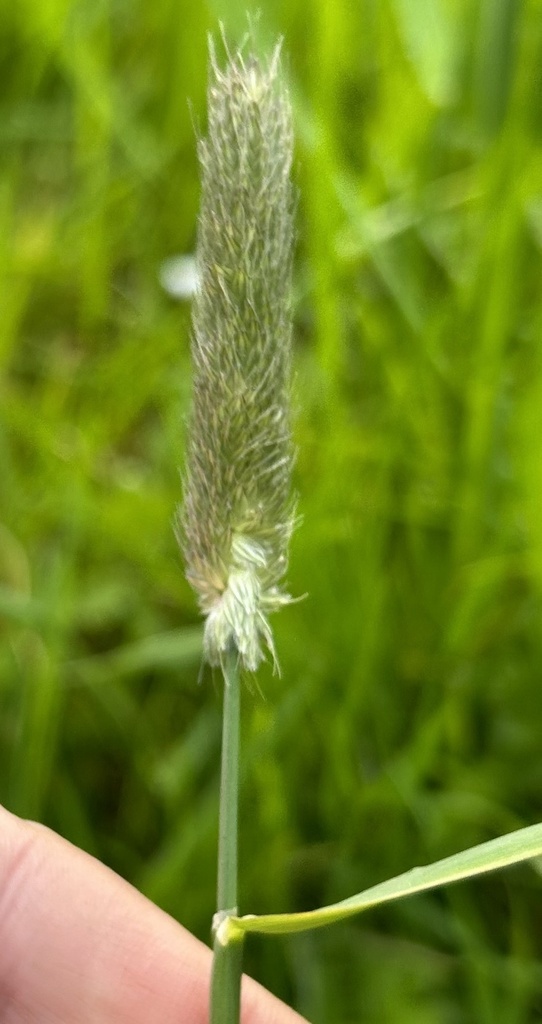 Meadow Foxtail from St Mary's Field, Morpeth, England, GB on April 29 ...