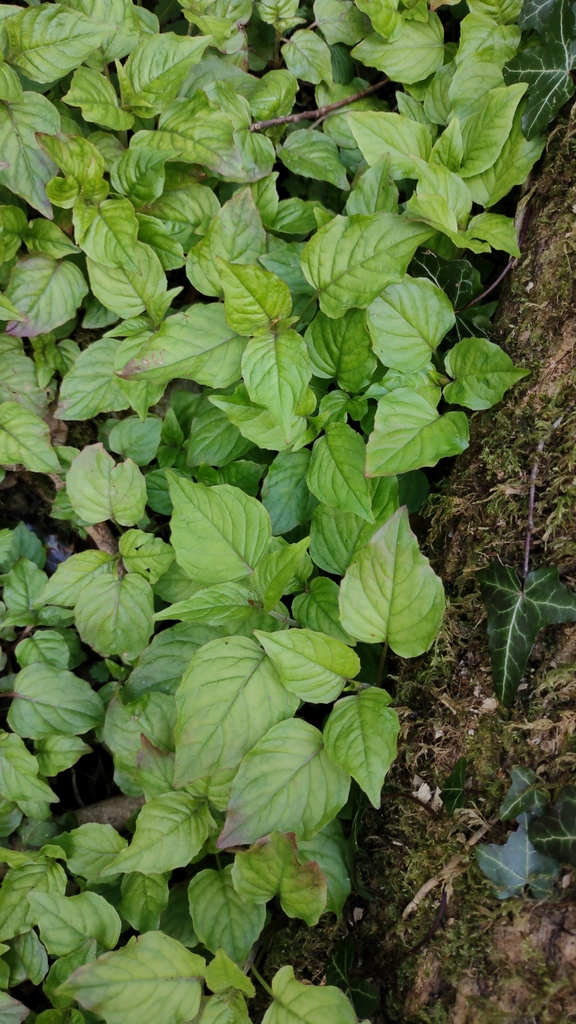 enchanter's-nightshade from Warton, Carnforth, UK on April 27, 2024 at ...