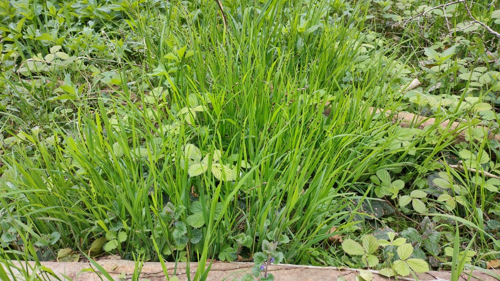 Wood Melick from Warton, Carnforth, UK on April 27, 2024 at 02:21 PM by ...