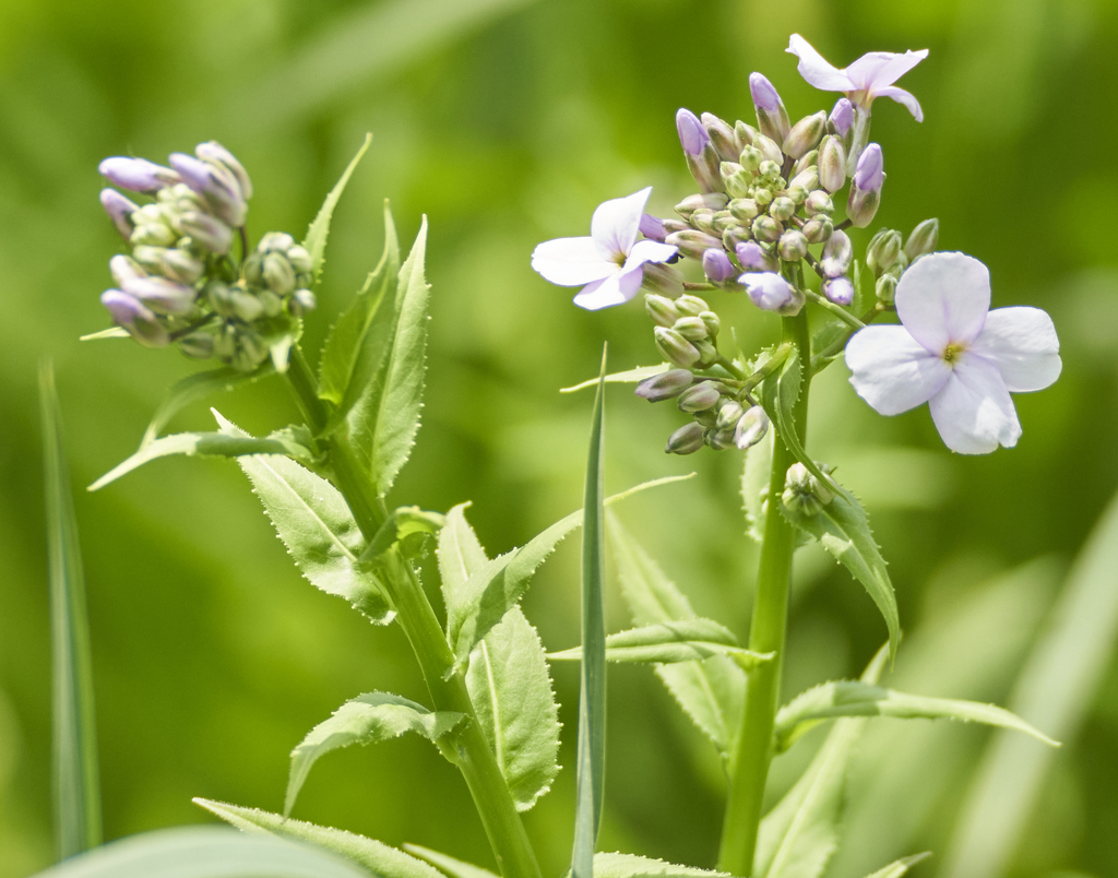 dame's rocket from Creek Road on April 29, 2024 at 02:01 PM by ...