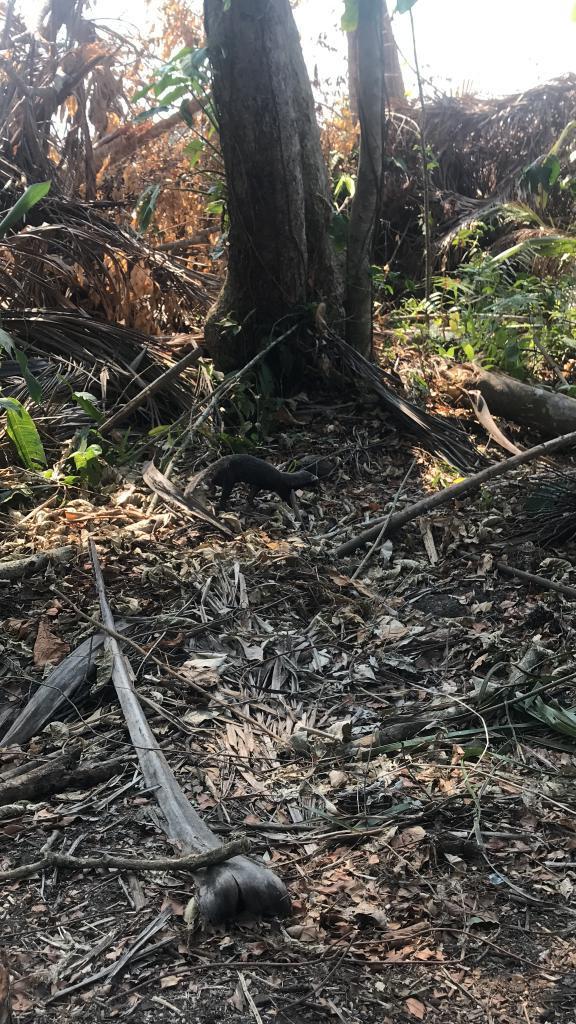 Greater Grison from Paraíso, Tab., México on April 29, 2019 at 02:29 PM ...