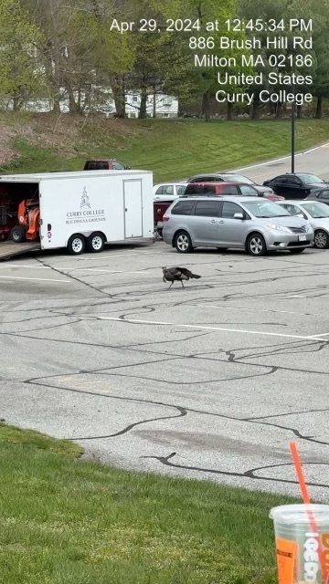 Wild Turkey from Curry College, Milton, MA, US on April 29, 2024 at 12: ...