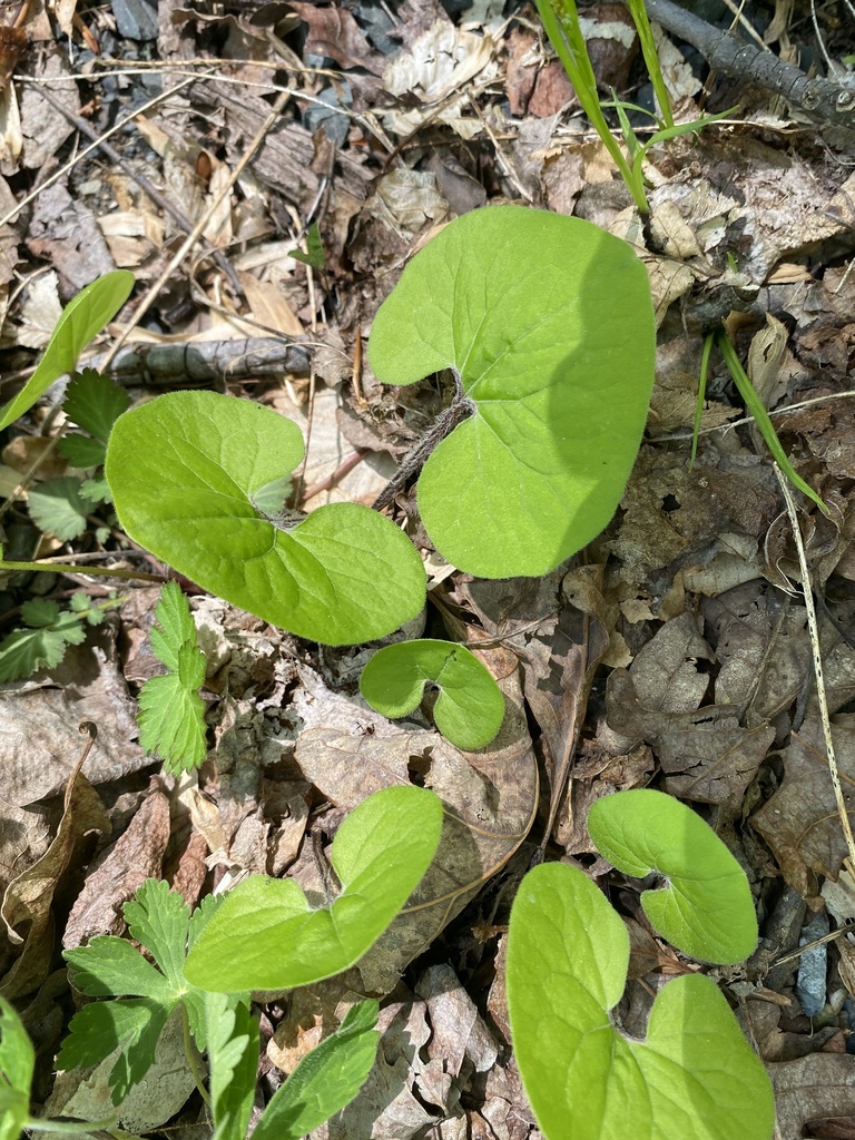 Canadian wild ginger from Green Lane, PA, US on April 29, 2024 at 11:21 ...