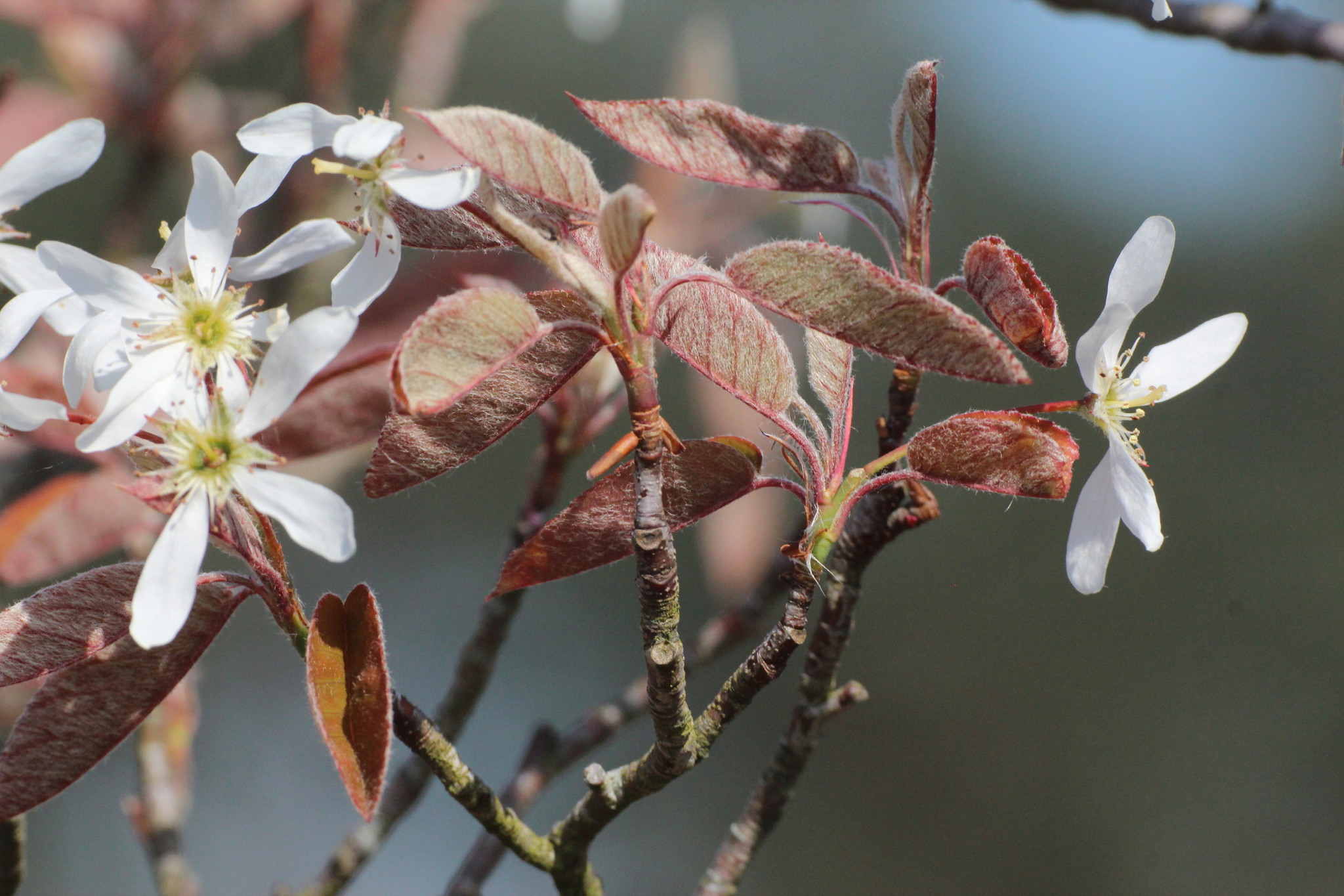 Snowy Mespilus, Amelanchier Lamarckii Front Garden Design,, 42% OFF