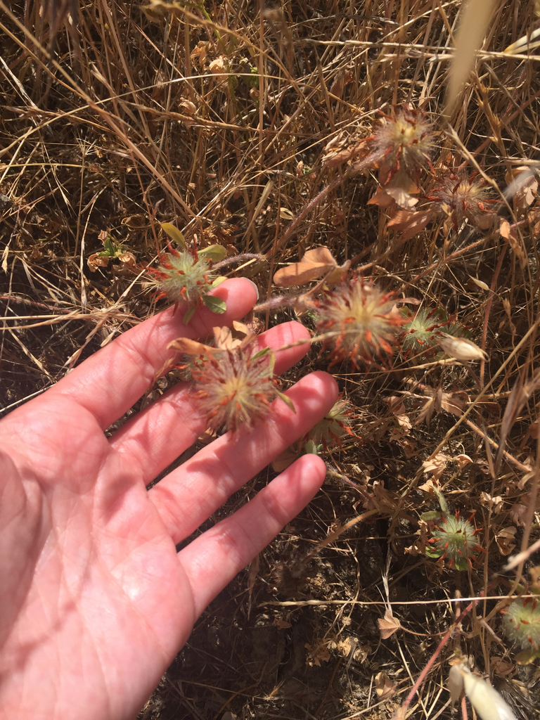Rose Clover from John Muir National Historic Site, Martinez, CA, US on ...