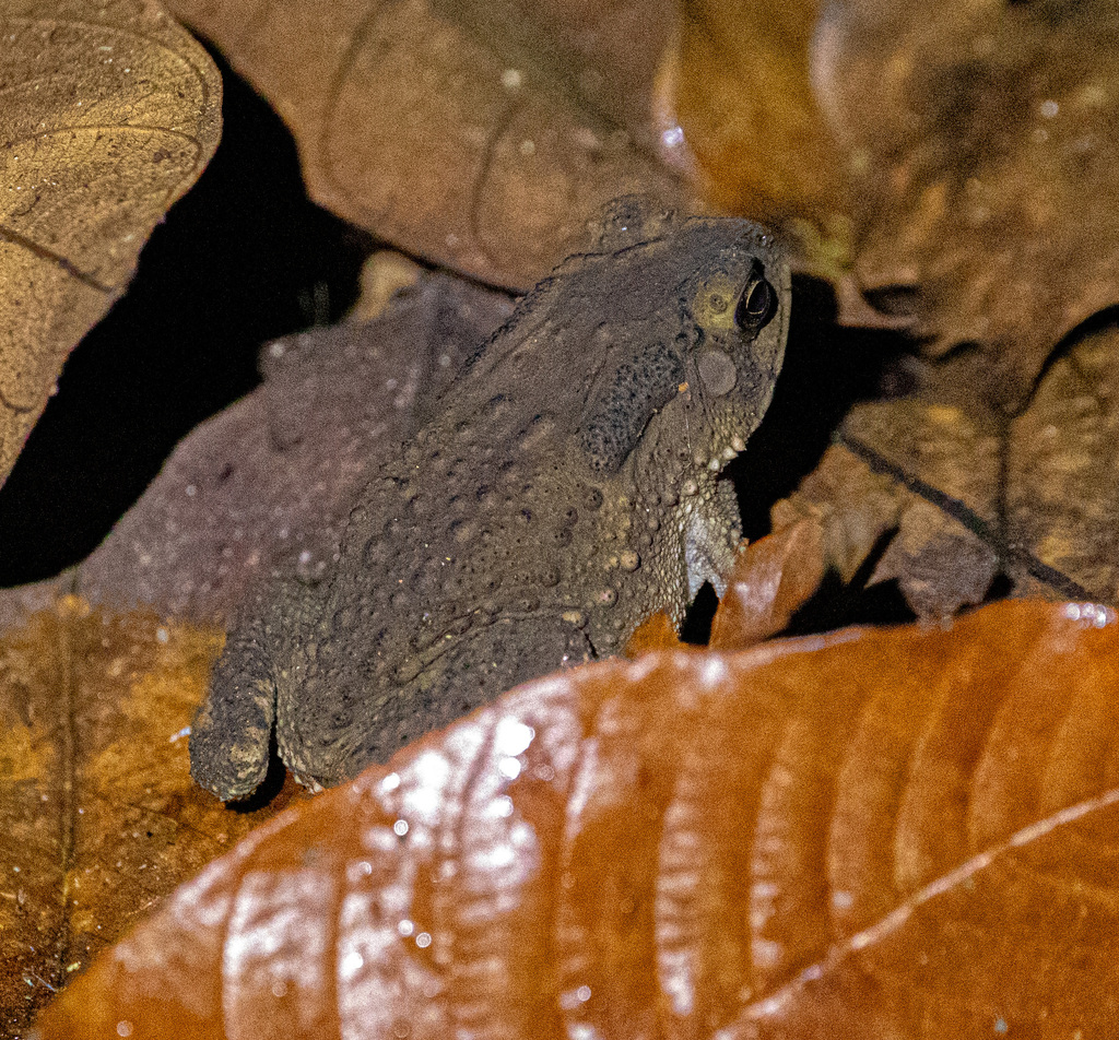 Asian Common Toad from Bukit Panjang, Singapore on April 28, 2024 at 07 ...