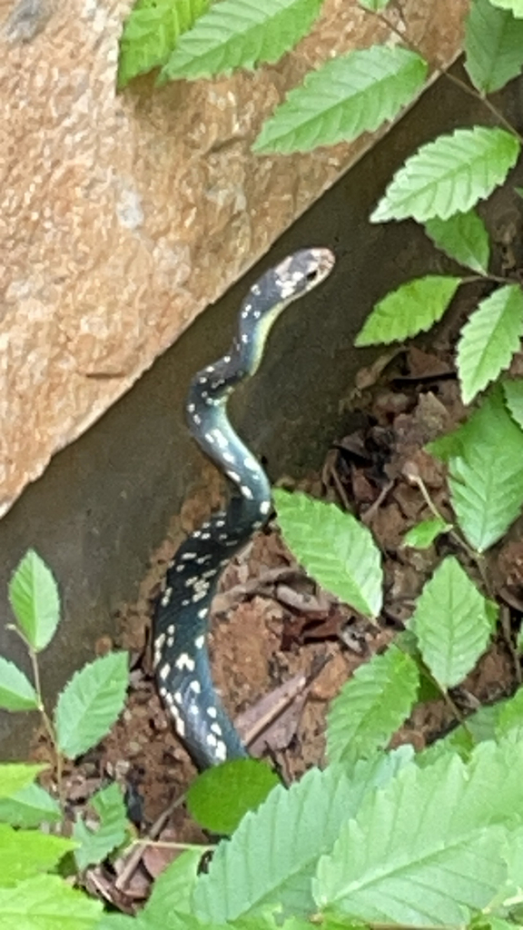 Buttermilk Racer from Huntsville on April 29, 2024 at 03:37 PM by ...