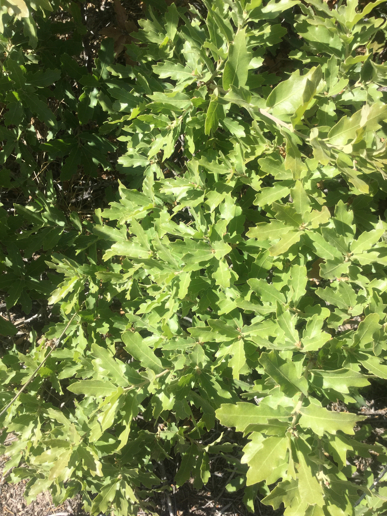 Wavyleaf Oak (Quercus × undulata) - Botanical Realm