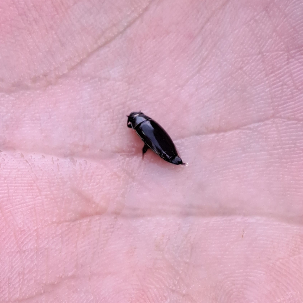 Macrogyrus ellipticus from La Serena, Coquimbo, Chile on April 27, 2024 ...