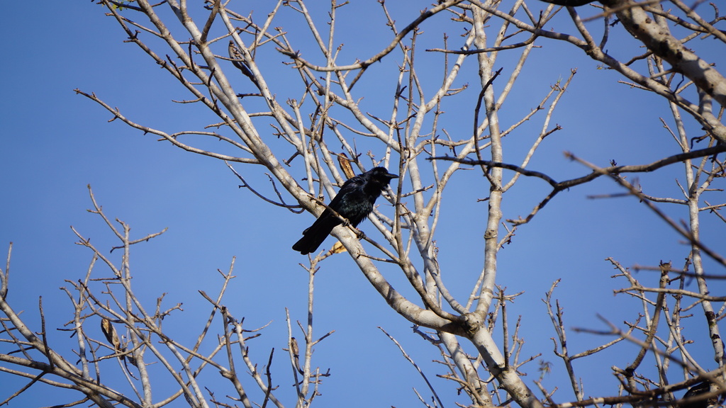 Sinaloa Crow from San Ignacio, Sin., México on April 26, 2024 at 04:47 ...