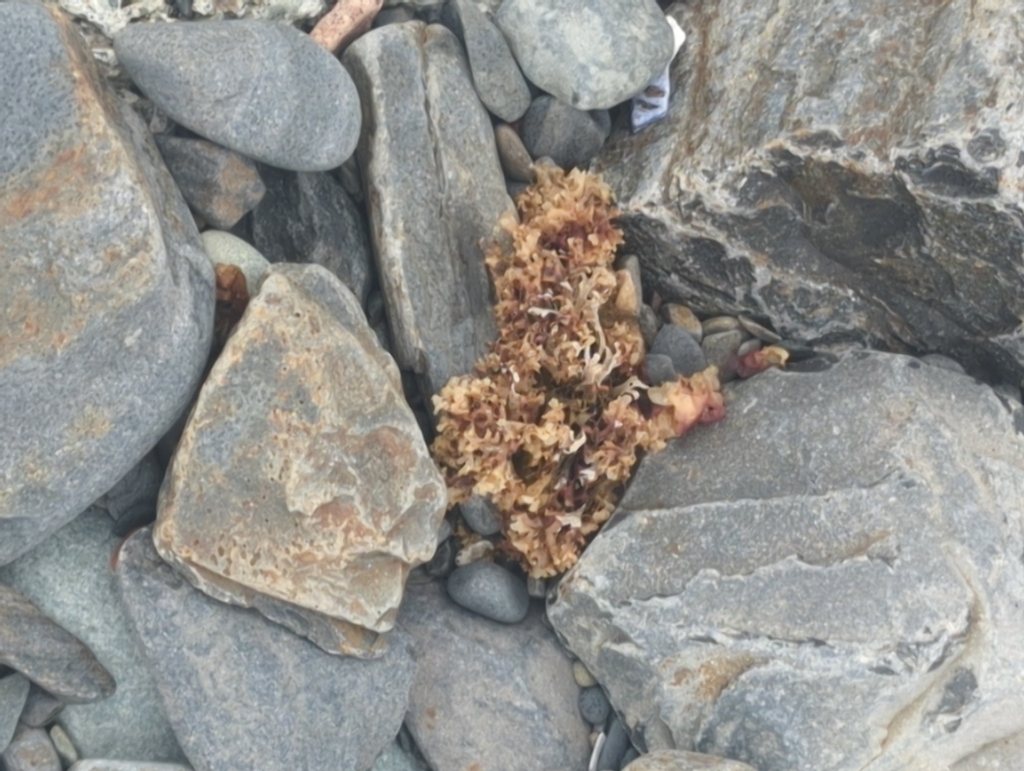 Irish Moss from Halifax, NS B3H 0B4, Canada on April 29, 2024 at 05:48 ...