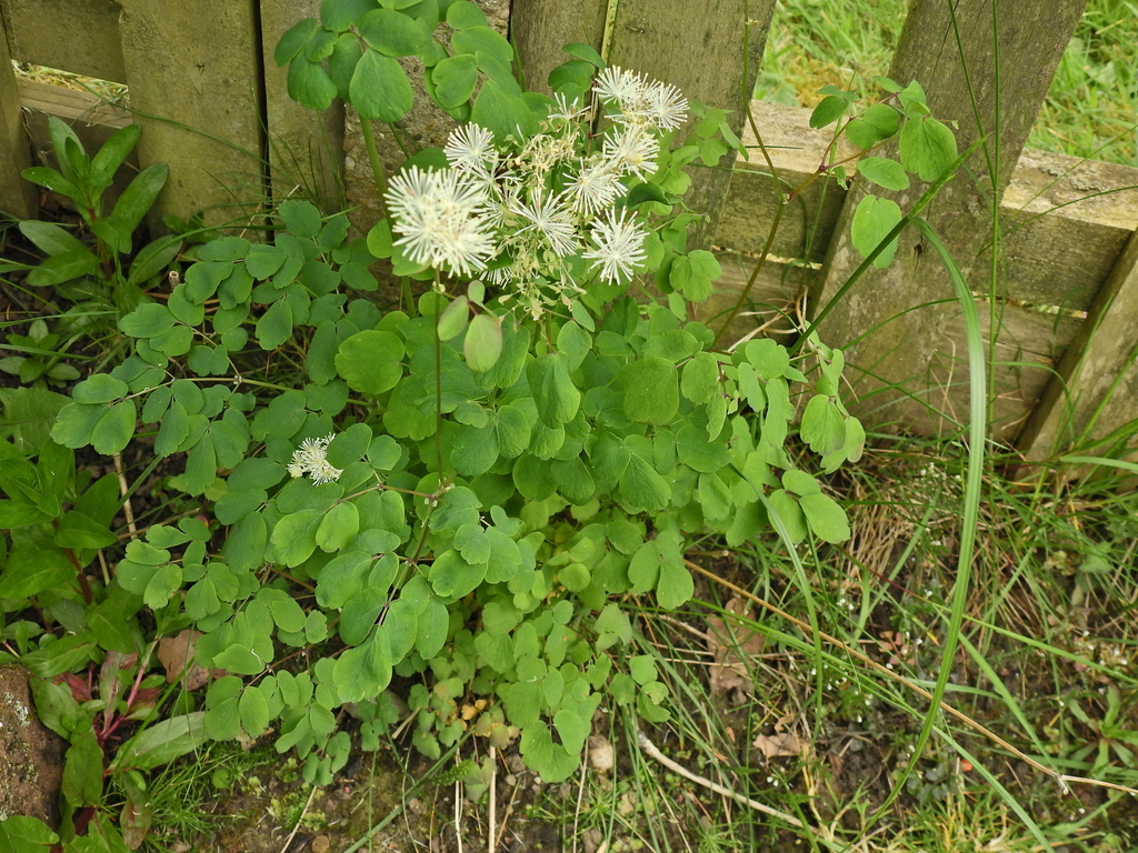 French meadow-rue from 8 Millcroft Road, Woolton, Liverpool, UK on ...