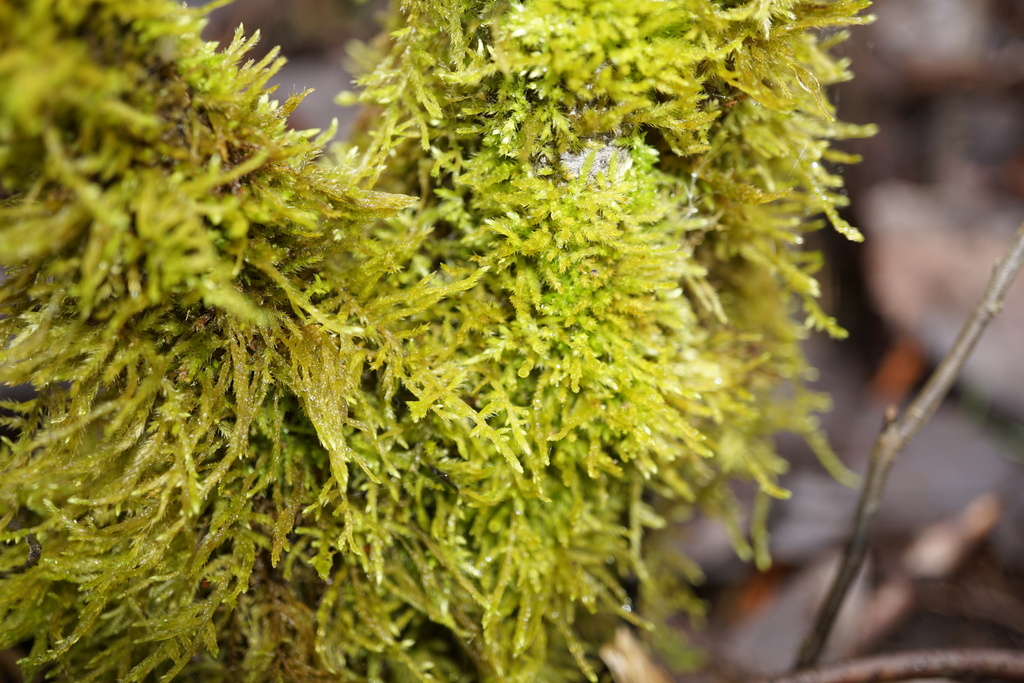 Beautiful Branch Moss from Peterborough, ON, Canada on April 29, 2024 ...