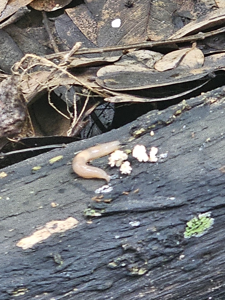 Common Earthworm from Building 300, Bayamón, 00956, Puerto Rico on ...