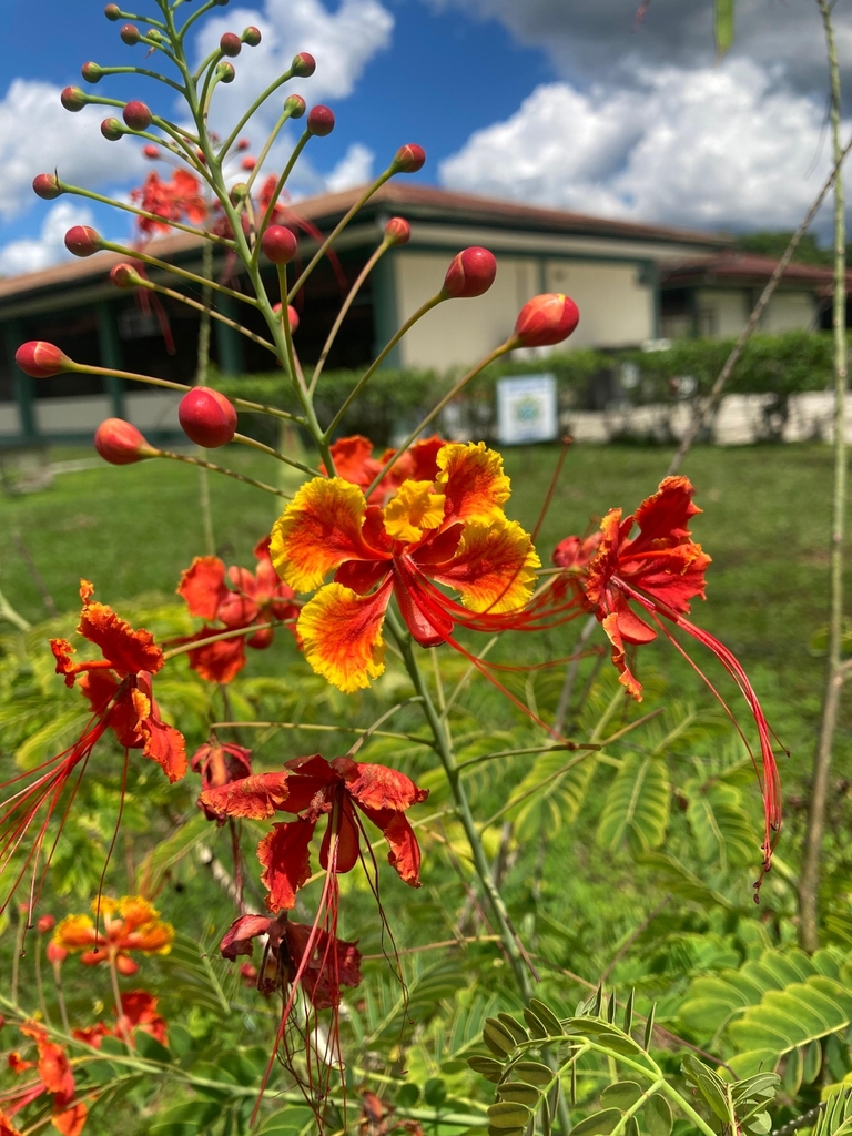 Caesalpinia from 5J2J+WJ4, 16000, Perú by nicky26_07 · iNaturalist