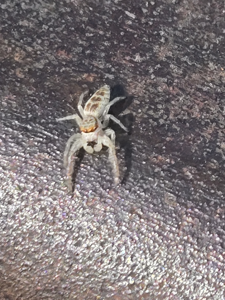 White-jawed Jumping Spider from Erie, PA 16505, USA on April 29, 2024 ...