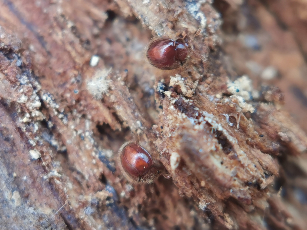 Anamorphidae from Tippecanoe, Indiana, United States on April 27, 2024 ...