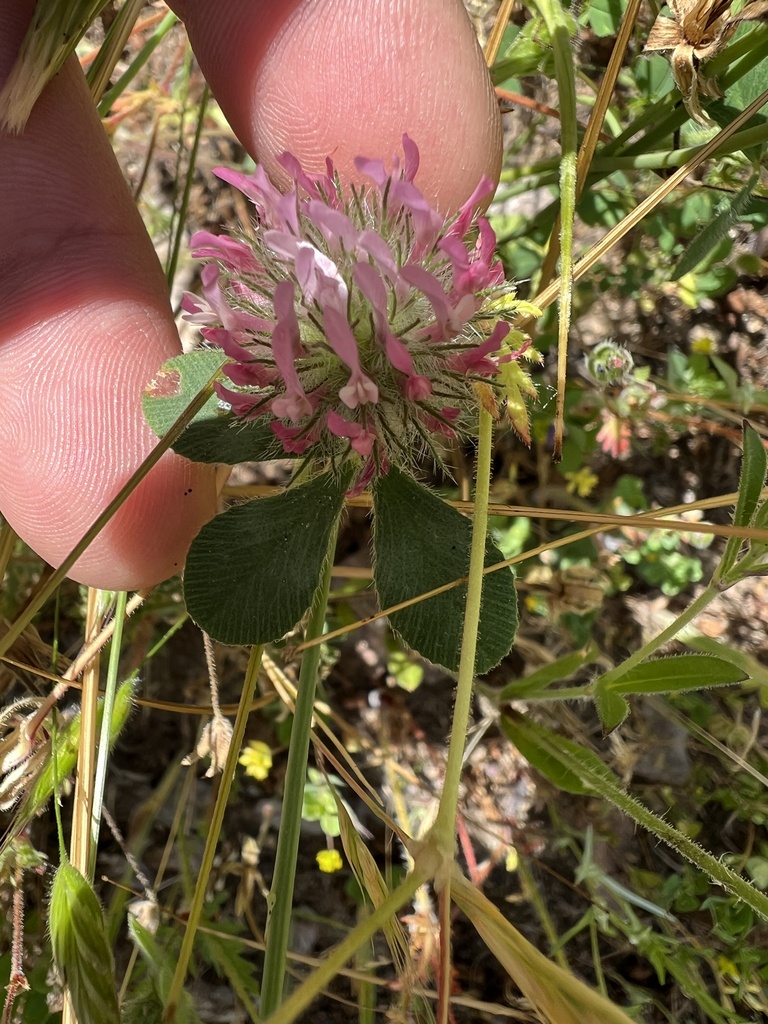 Rose Clover from Three Rivers, CA, US on April 29, 2024 at 11:06 AM by ...