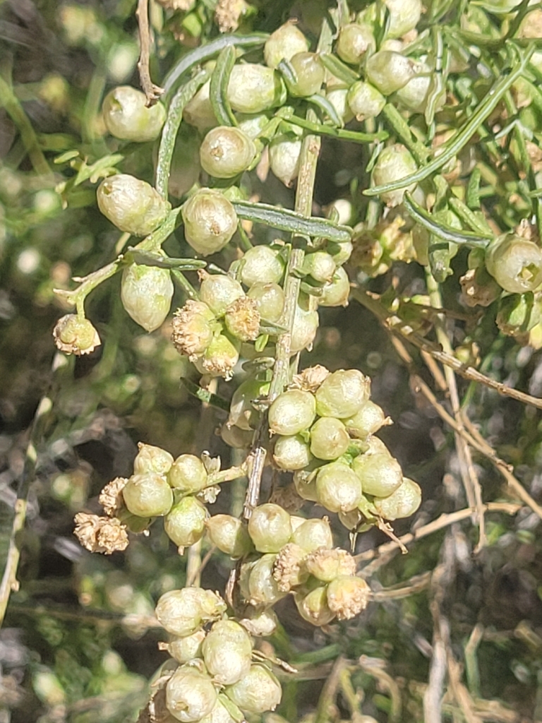 Cheesebush from San Diego County, US-CA, US on April 29, 2024 at 11:35 ...