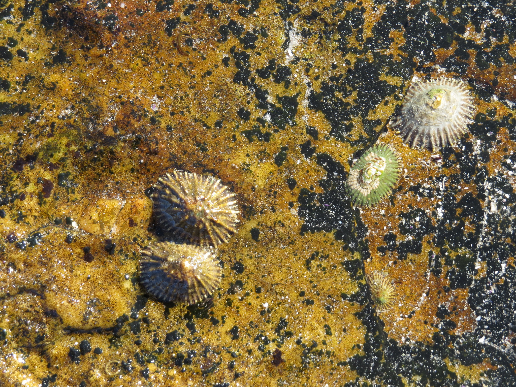 Siphonaria serrata (Fischer von Waldheim, 1807)