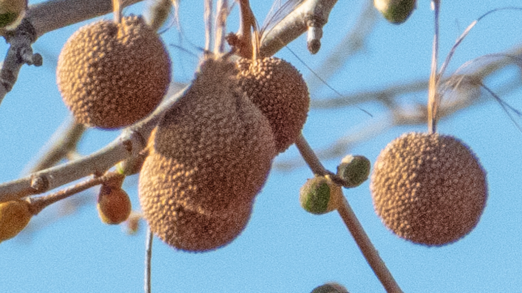 American sycamore from Woodward County, OK, USA on April 14, 2019 at 08 ...