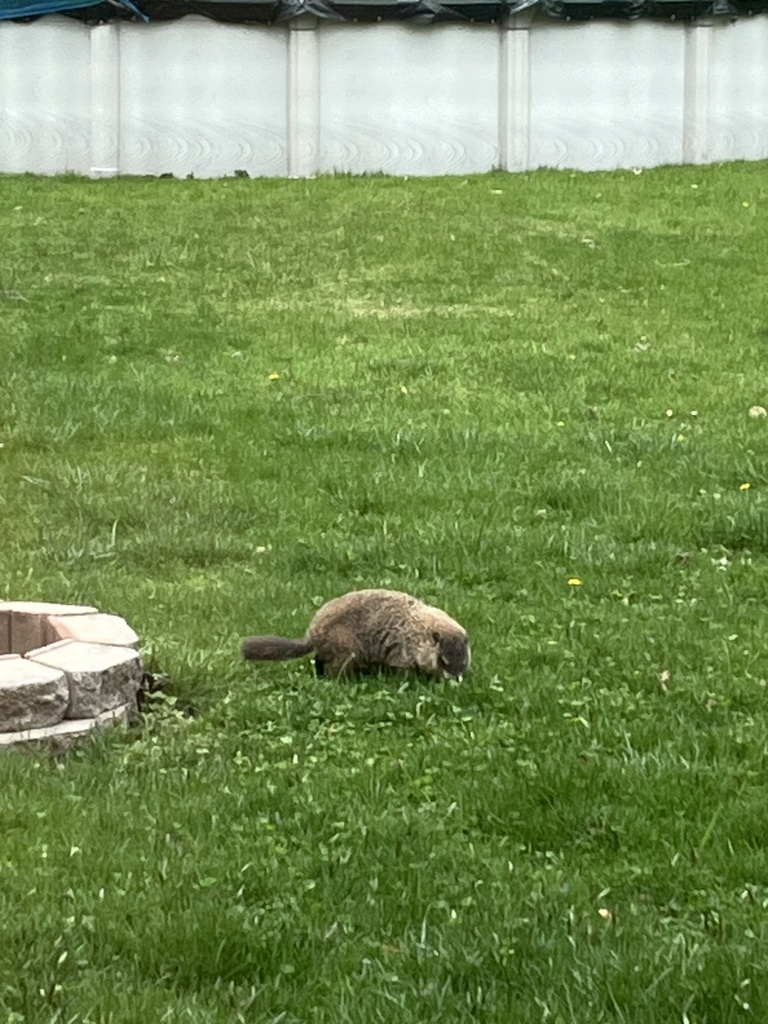 Groundhog from Towpath Trail, Fairport, NY, US on April 14, 2024 at 04: ...
