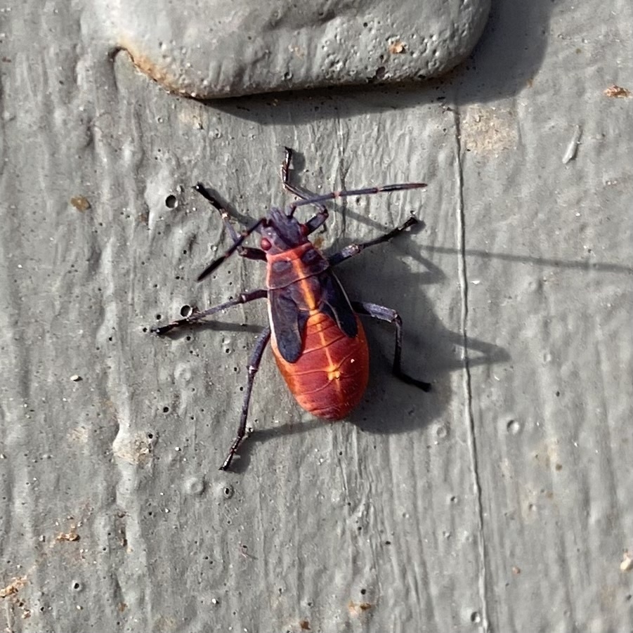 Eastern Boxelder Bug from Lost Maples State Natural Area, Vanderpool ...