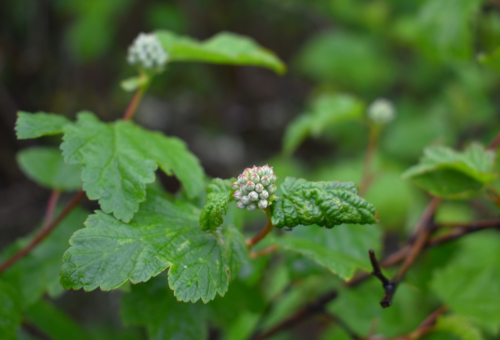 Pacific ninebark from FBP Native Plant Nursery Lane County, OR, USA on ...