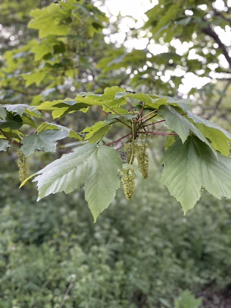sycamore maple from Fieldside Pl, York, England, GB on April 27, 2024 ...