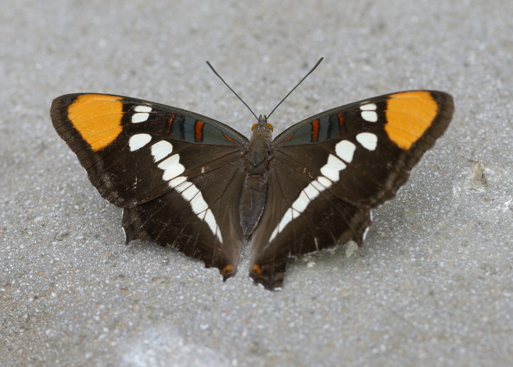 California Sister from Hood River County, OR, USA on August 18, 2022 at ...