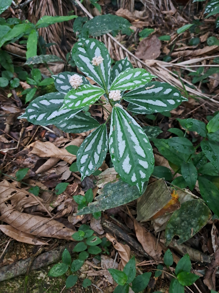 Aluminium Plant from Das Capitais, Timbó - SC, 89120-000, Brasil on ...