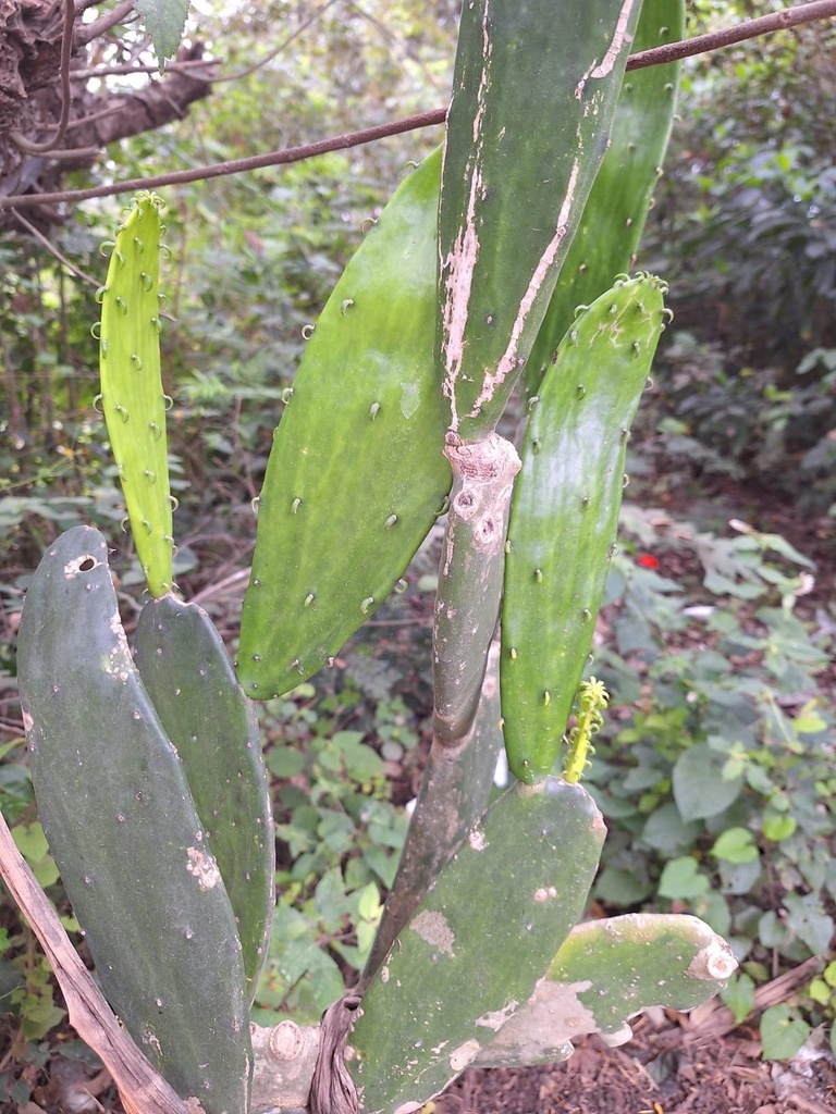 Road Kill Cactus in April 2024 by yolotzinaketzali · iNaturalist