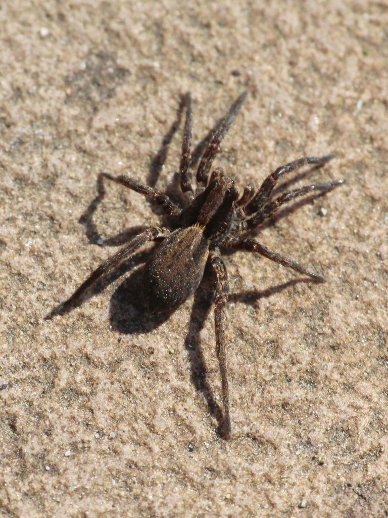 Common Fox Spider (Spiders of Alaska) · iNaturalist
