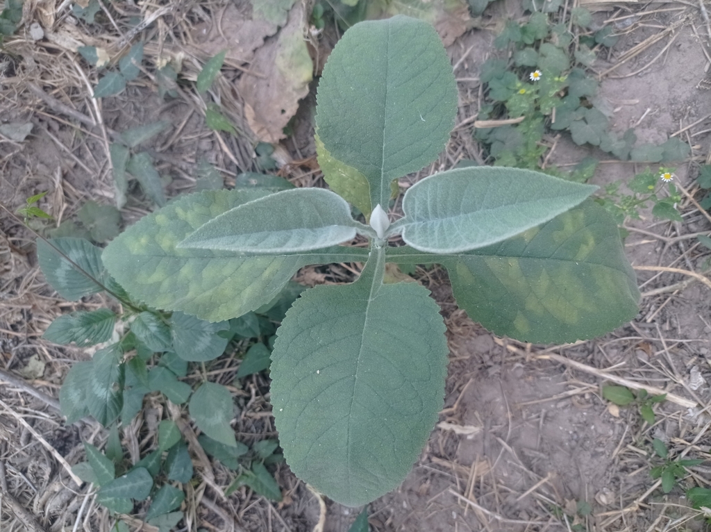 Critonia quadrangularis from 82960 Sin., México on April 26, 2024 at 01 ...