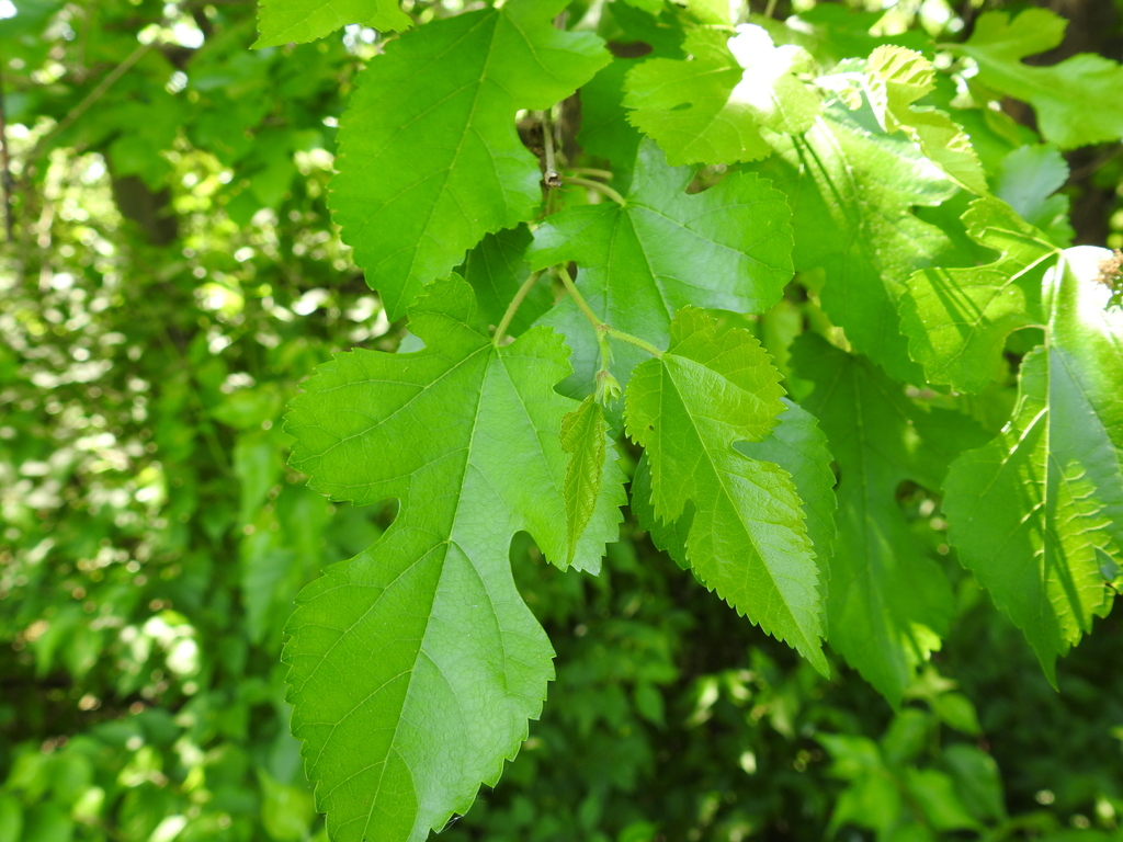 white mulberry from Vanderburgh, Indiana, United States on April 30 ...