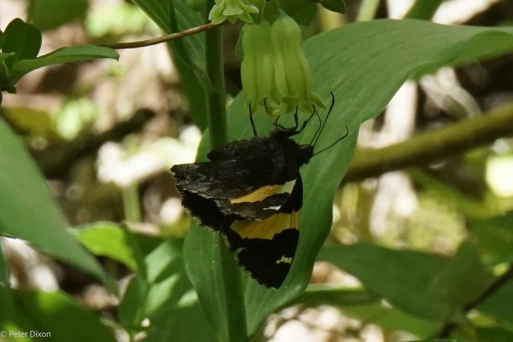 Golden Banded-Skipper in April 2024 by peteeliot · iNaturalist