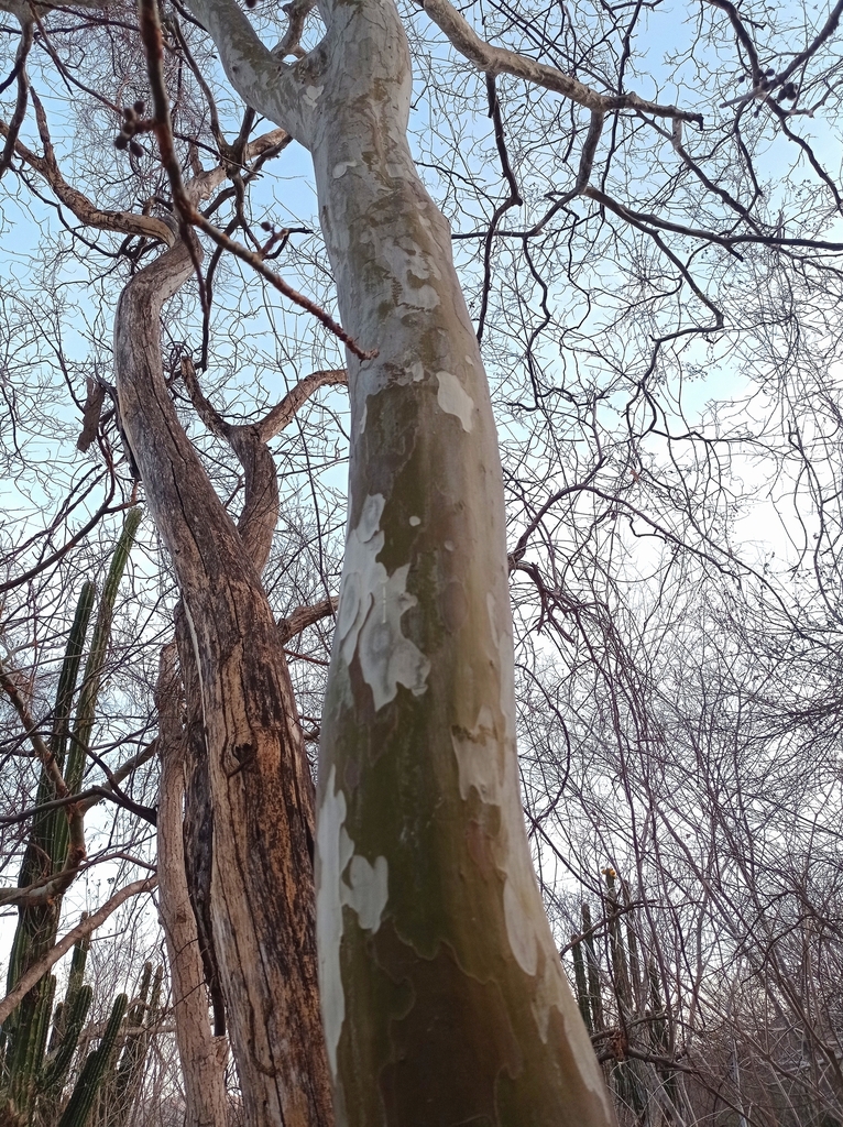 Libidibia sclerocarpa from 82974 Sin., México on April 26, 2024 at 06: ...