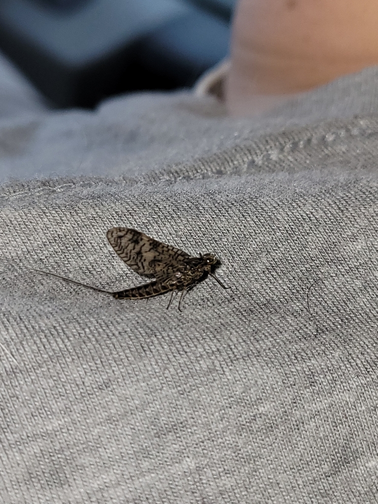 Mayflies from Elgin, OR 97827, USA on April 29, 2024 at 03:09 PM by Dan ...