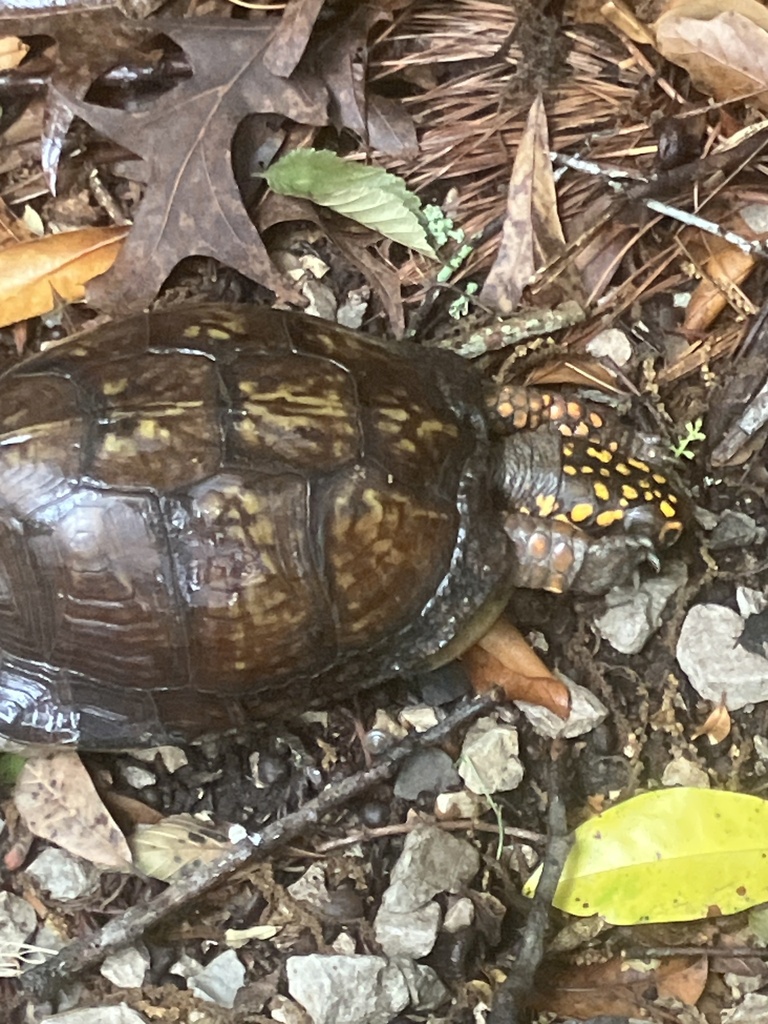 Common Box Turtle in April 2024 by whines53 · iNaturalist