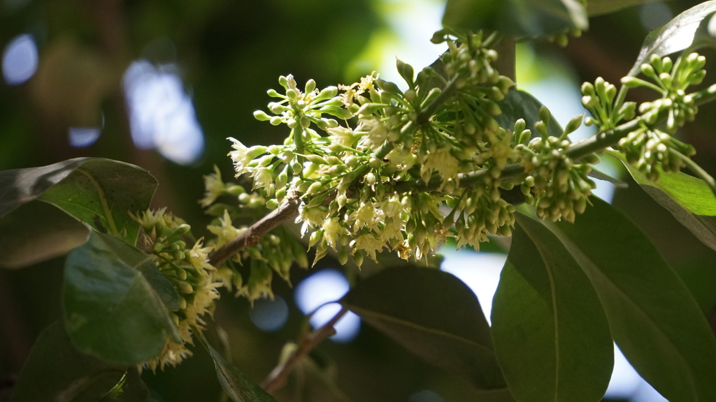 Sideroxylon capiri from Cosalá, Sin., México on April 27, 2024 at 11:07 ...