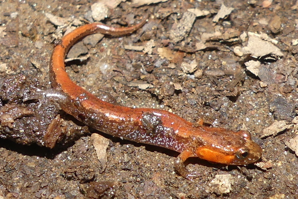 Ocoee Salamander in April 2024 by Jonathan Hakim · iNaturalist
