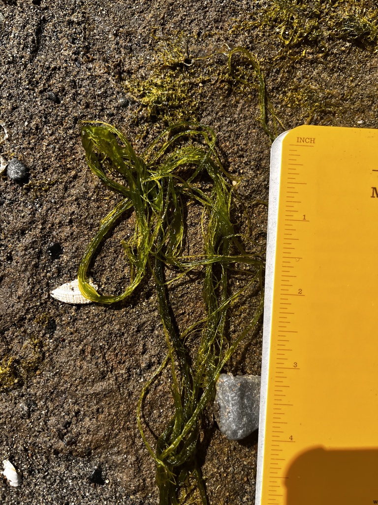 Ulva prolifera from San Juan Island, Samish TDSA, WA, US on April 29 ...