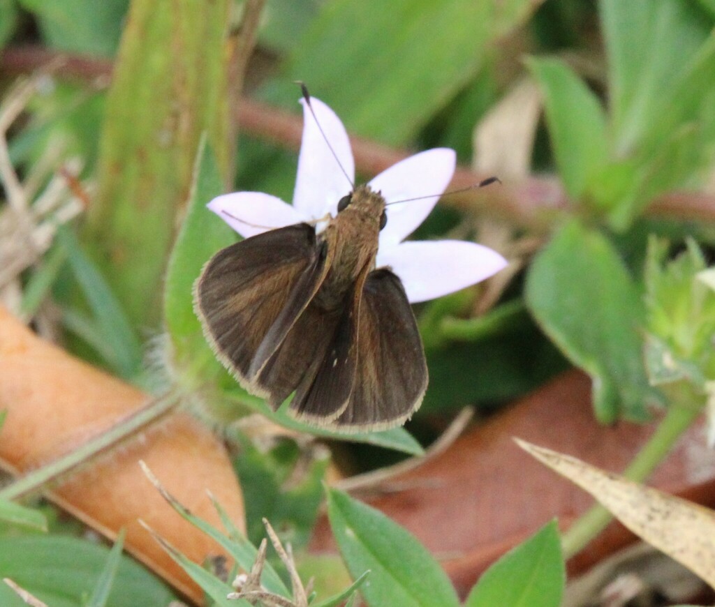 Three-spotted Skipper from Sunrise, FL, USA on April 27, 2024 at 12:36 ...
